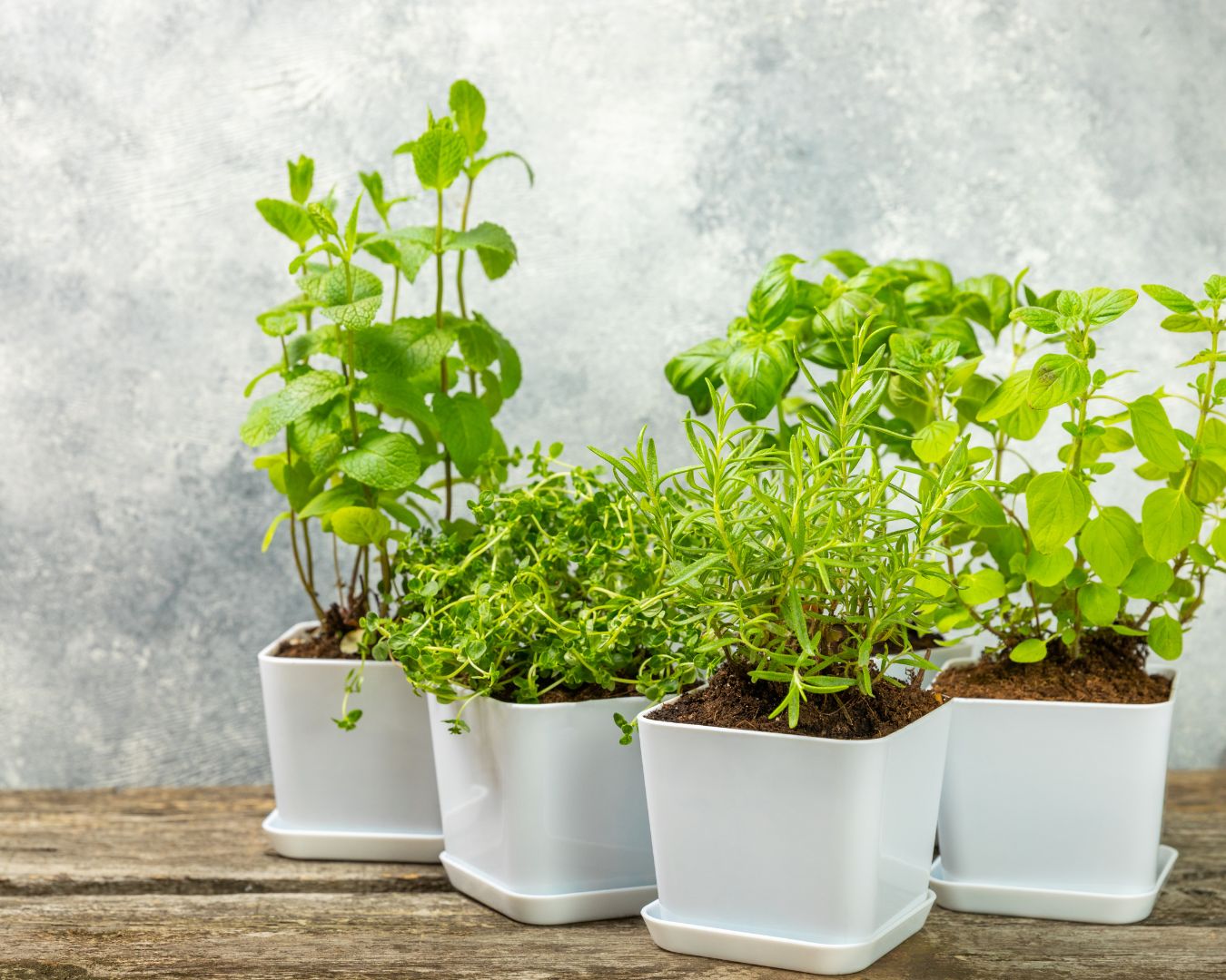 Blending Your Own Herb Mixes: A Fresh Approach to Flavor | Cosmo Appliances