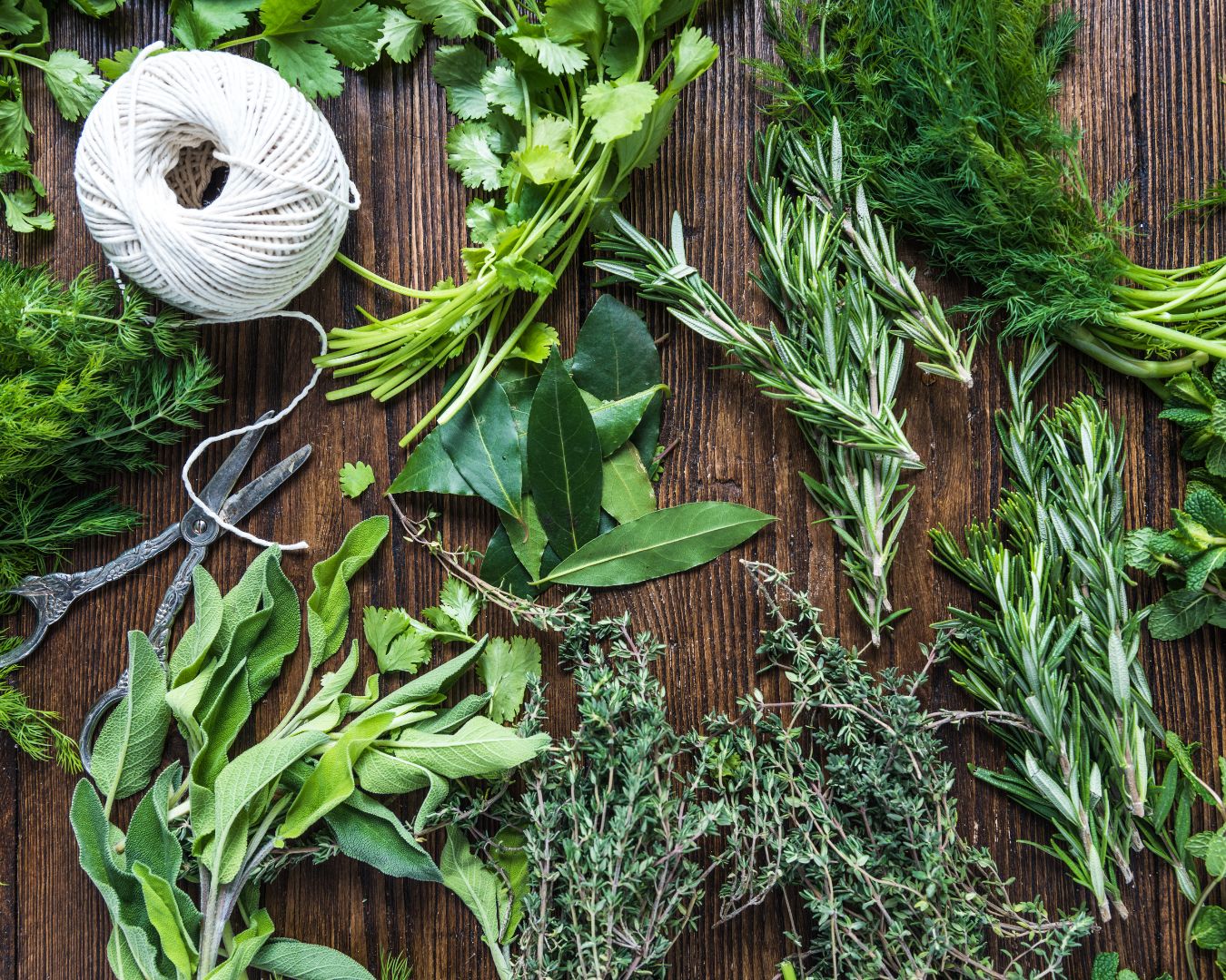 How to Grow and Preserve Fresh Herbs in the Kitchen | Cosmo Appliances