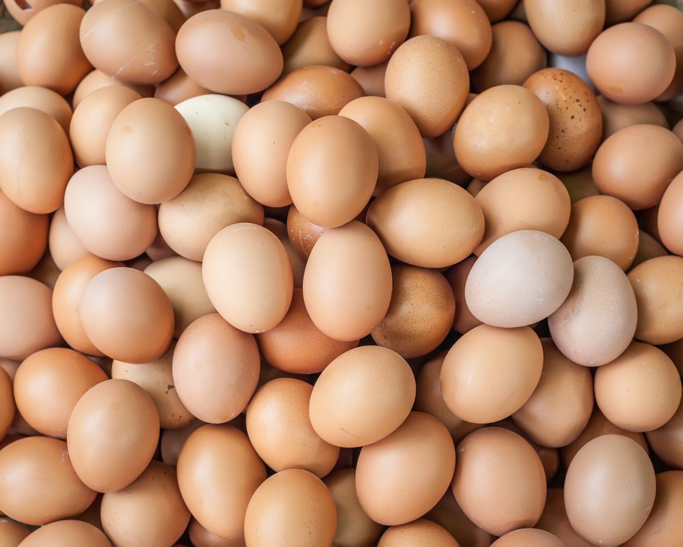 How to Select and Store Eggs for Maximum Freshness | Cosmo Appliances