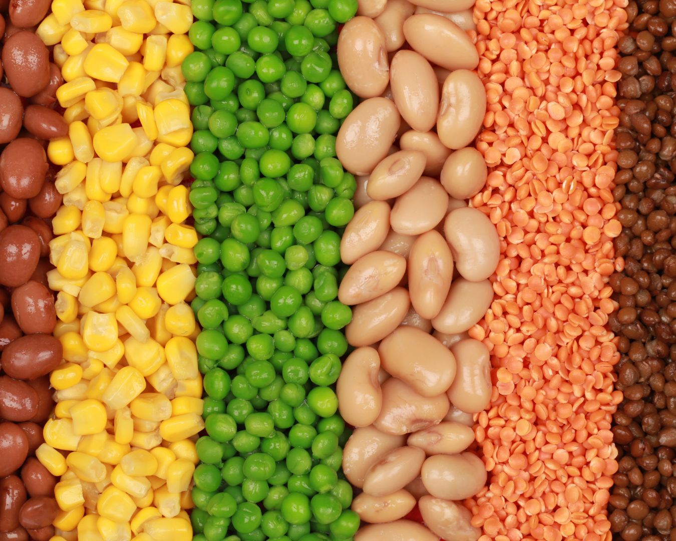 The Nutritional Benefits of Different Types of Beans and Lentils ...