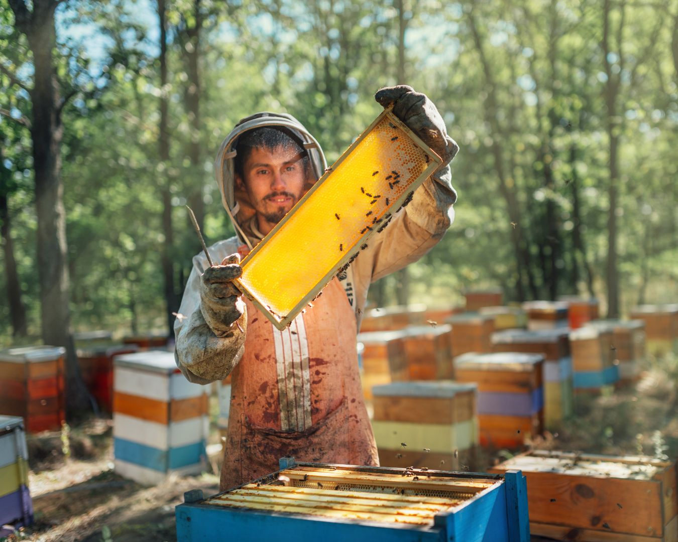 The Process of Honey Production and the Role of Bees | Cosmo Appliances