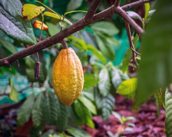 How to Use Cocoa in Savory and Sweet Recipes: Unlocking the Versatility ...